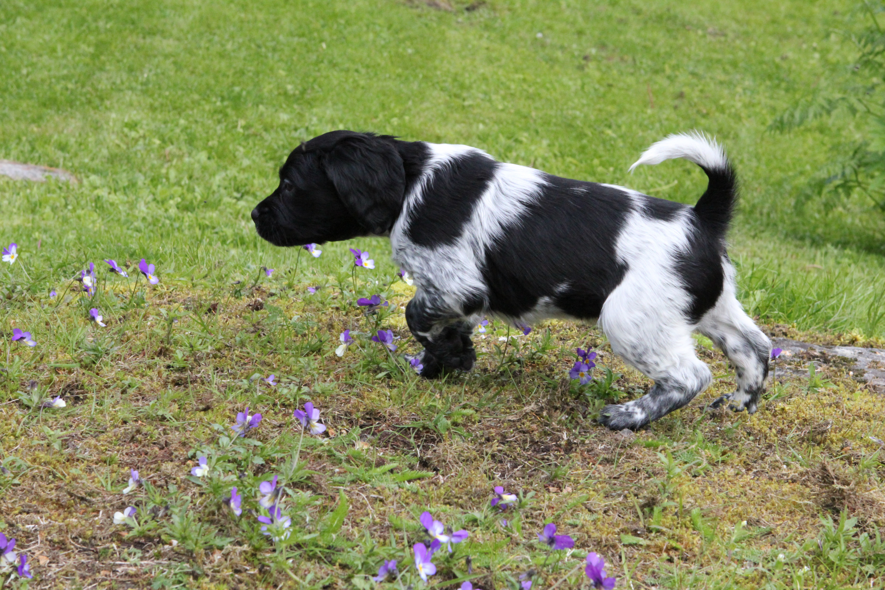 E-kullet - Kennel Rypkleppen